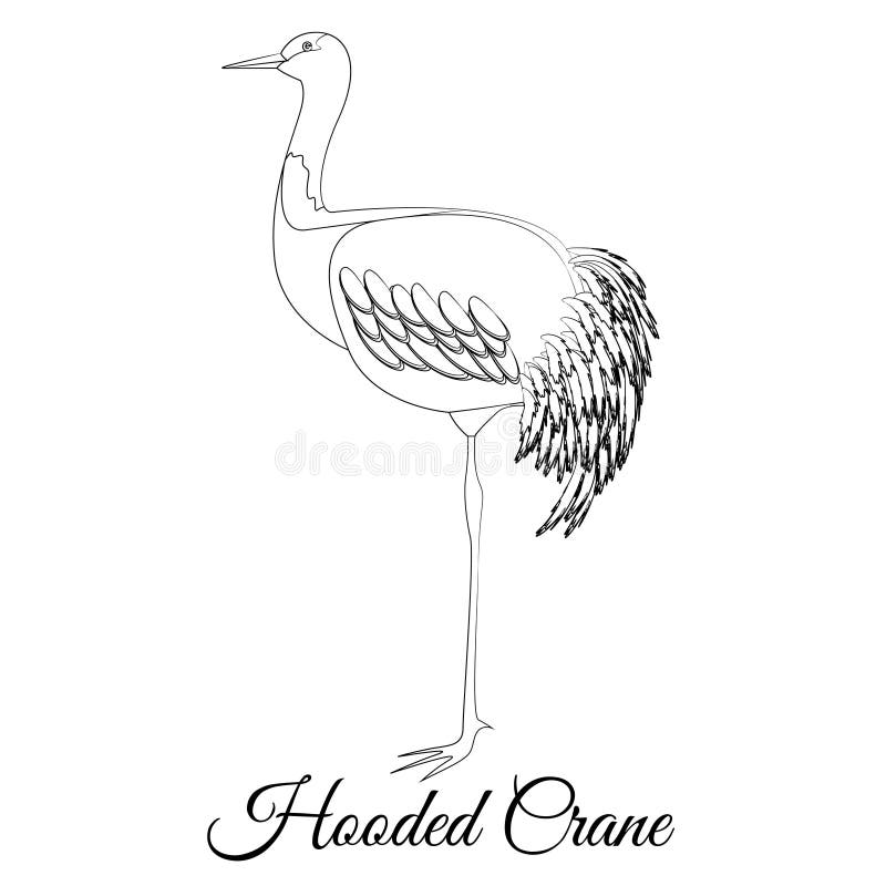 Hooded Crane Outline. Vector Coloring Stock Illustration - Illustration ...
