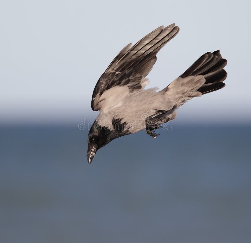 Crow Stock Photos - Download 35,813 Royalty Free Photos