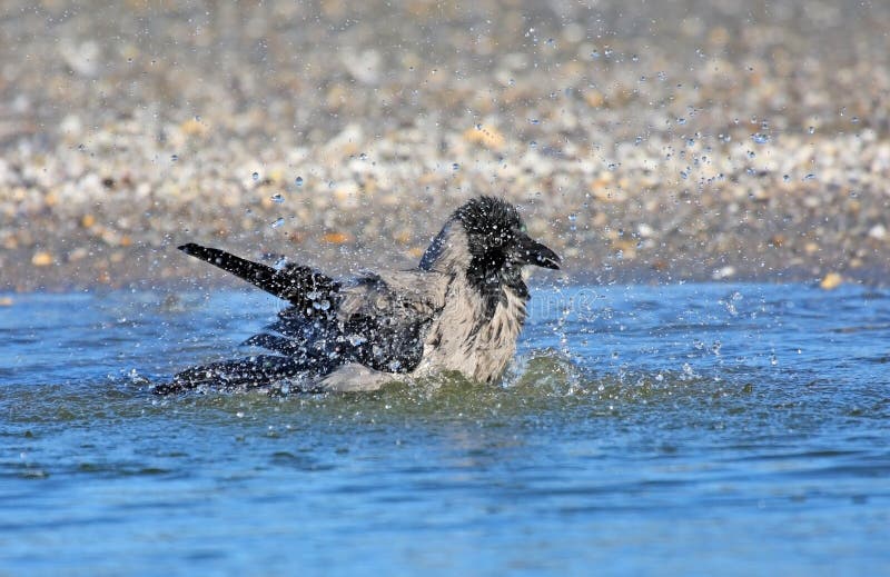 Hooded crow bathing stock image. Image of drops, water - 16774595