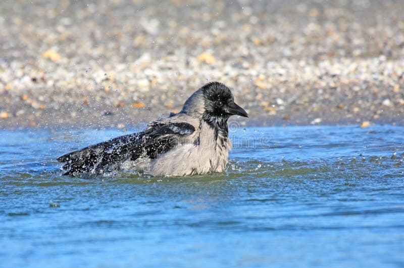 Hooded crow bathing stock photo. Image of ornithology - 17274034