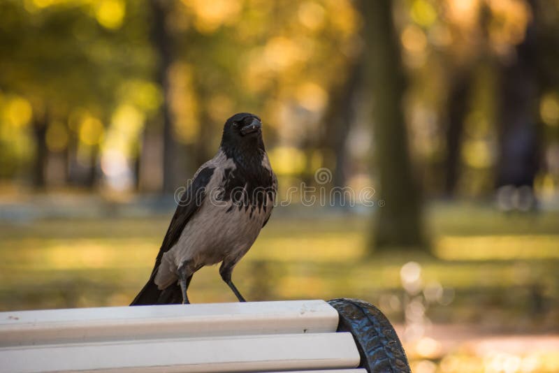 Hooded Crow on a Bench in Autumn Park Stock Image - Image of green ...