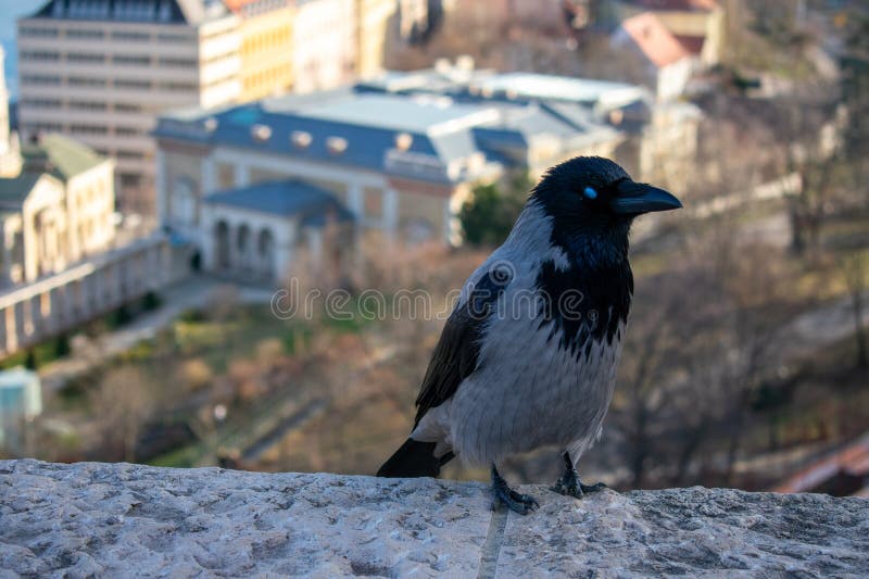 Hooded Crow Bird, Front View Stock Photo - Image of feather, grey ...