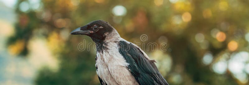 Hooded crow stock photo. Image of watching, corvid, species - 272527682