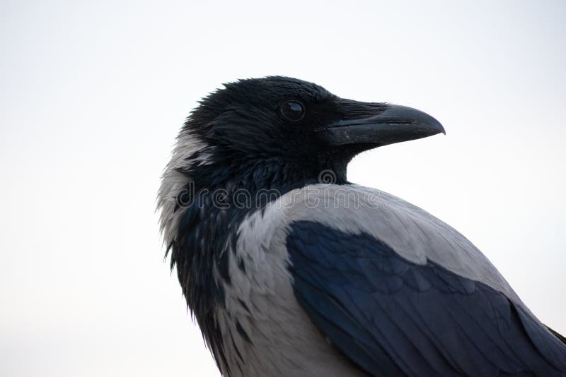 Hooded crow stock photo. Image of beauty, hooded, wildlife - 180714752