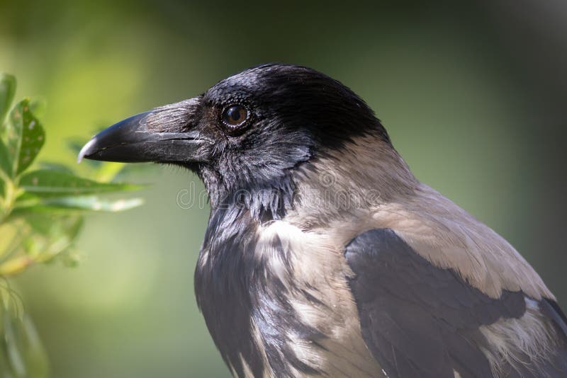 Hooded Crow Bird Head Close Up Stock Photo - Image of lawn, corone ...