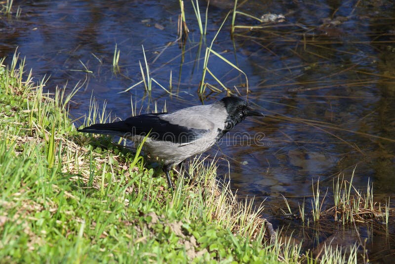 The Hooded Crow is Closely Watching Stock Photo - Image of grassland ...
