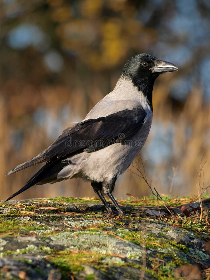 Hooded Crow Corvus cornix stock photo. Image of animal - 12678072