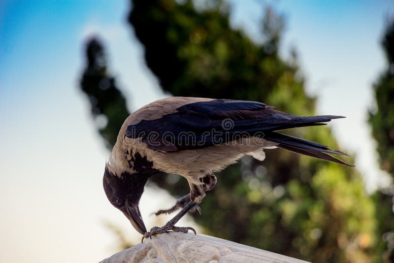 The Hooded Crow Corvus Cornix in the Crow Genus Stock Image - Image of ...