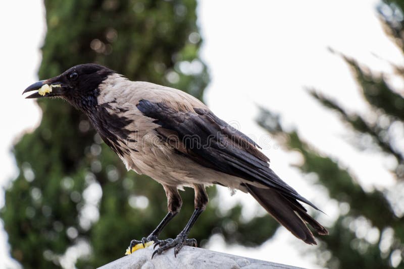 The Hooded Crow Corvus Cornix in the Crow Genus Stock Photo - Image of ...