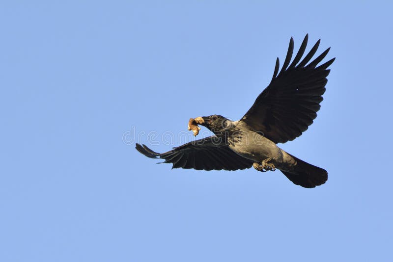 Hooded Crow, Greece stock image. Image of crow, flight - 215005463