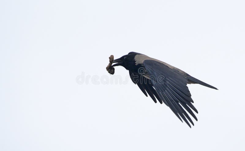 Hooded Crow, Greece stock image. Image of crow, flight - 215005463