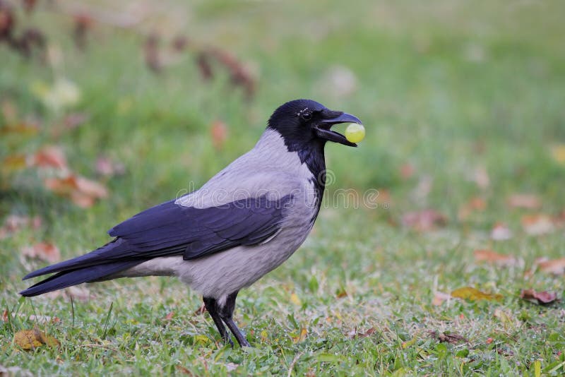 Hooded Crow (Corvus Cornix). Stock Photo - Image of birds, animals ...