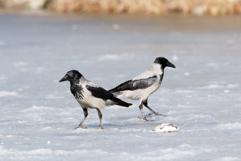 Hooded Crow Corvus cornix. stock image. Image of corvidae - 99563993
