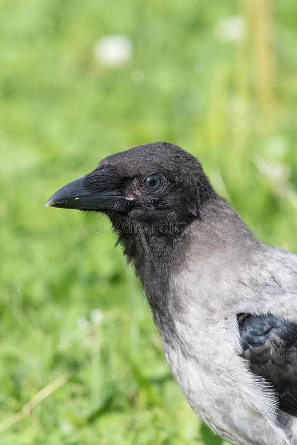 Hooded Crow Corvus cornix. stock image. Image of baby - 99563863