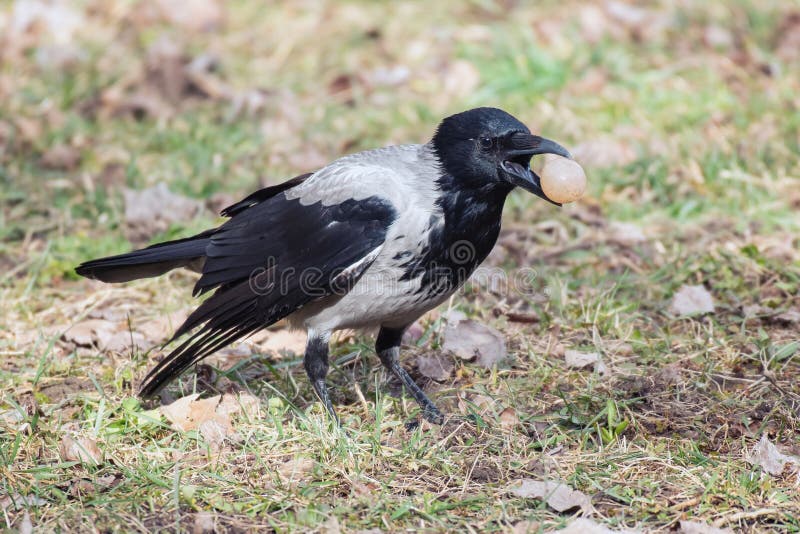 The Hooded Crow Corvus Cornix is a Species of Bird in the Genus Corvus ...