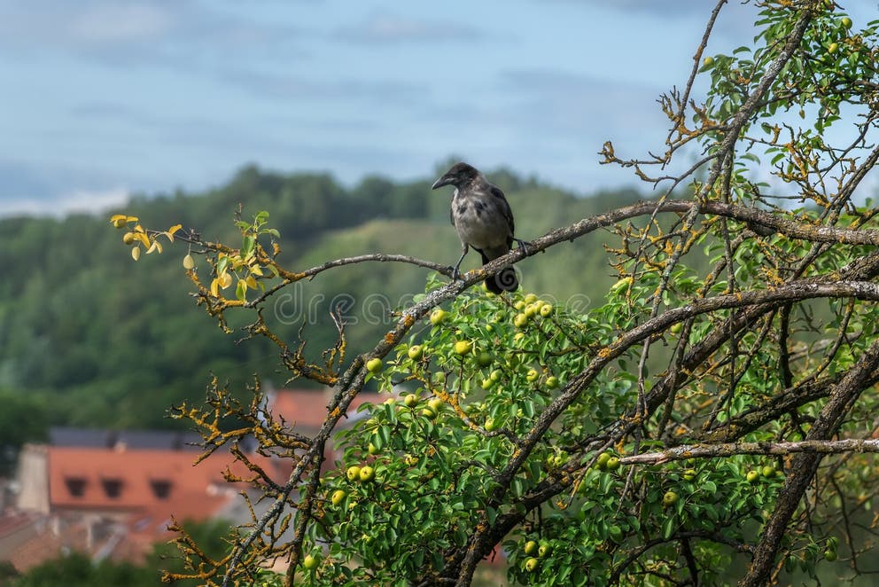 Hooded Crow (Corvus Cornix) Stock Photo - Image of fruits, green: 289168970