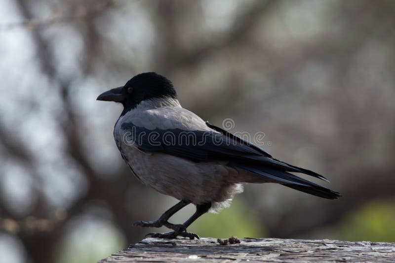 Hooded Crow (Corvus Cornix). Stock Photo - Image of corvidae, aves ...