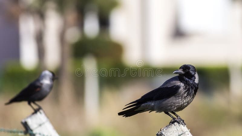 181 Crow Looking Back Photos - Free & Royalty-Free Stock Photos from ...