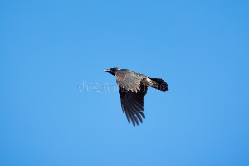 Hooded Crow Flies Blue Sky Stock Photos - Free & Royalty-Free Stock ...