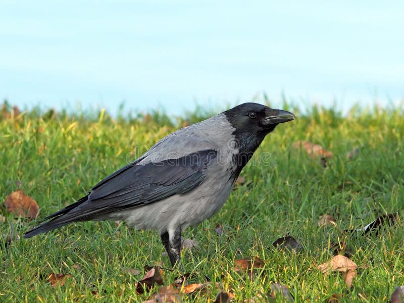 Hooded crow on the grass stock photo. Image of animal - 17243762