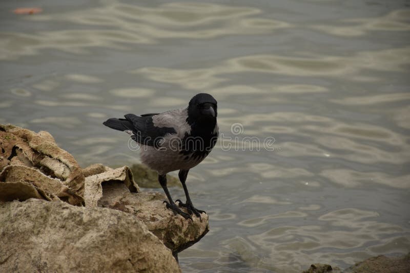 Hooded Crow stock image. Image of bird, nature, vapara - 82359919