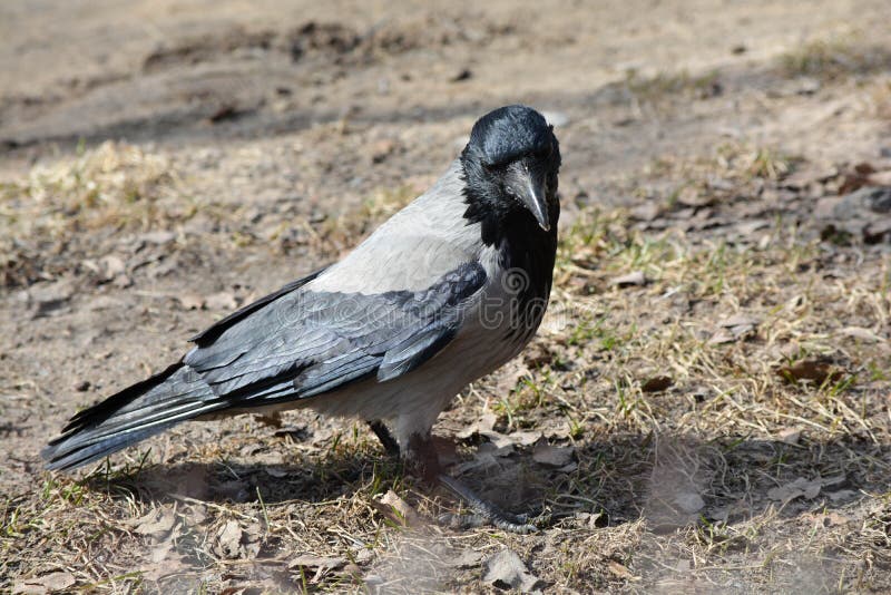 Hooded crow on the ground stock image. Image of people - 203730893