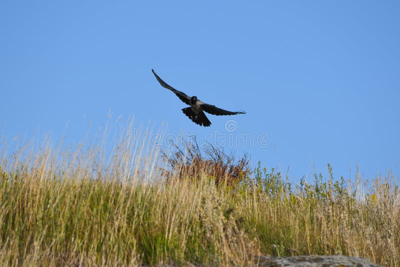 Hooded Crow Landing on a Meadow Stock Photo - Image of crow, country ...