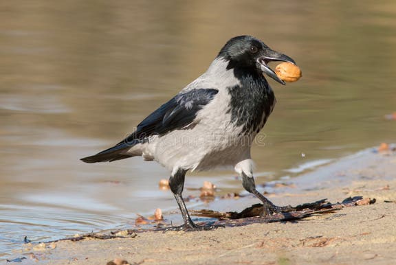 Hooded Crow with a Nut in Its Beak Stock Image - Image of magpie, beak ...