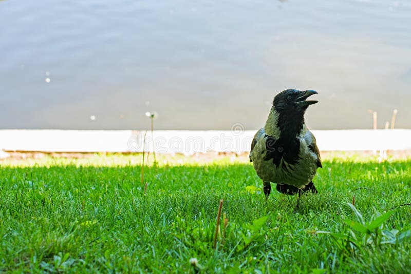 Hooded Crow with an Open Beak Stock Image - Image of crow, avian: 98232601