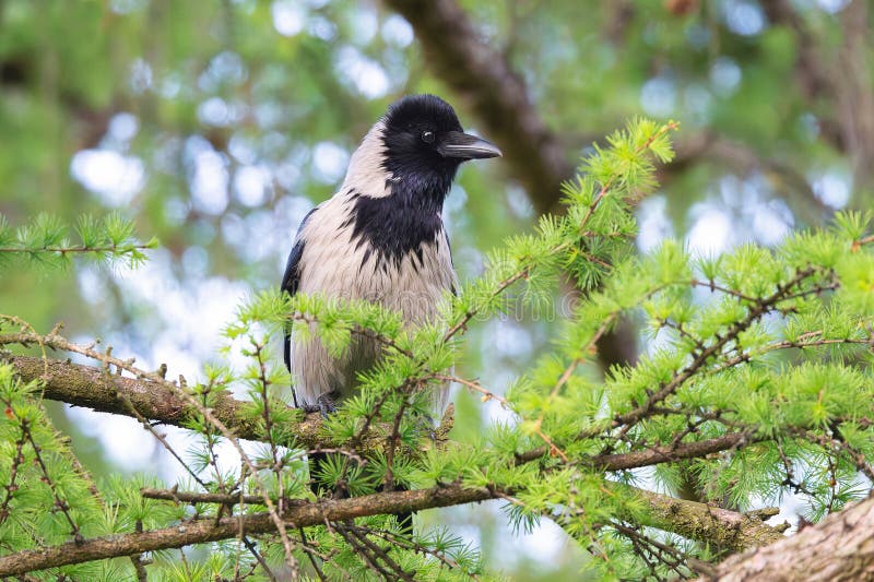 Crow Perched on a Rooftop Viewed through a Window with Barbwire Stock ...