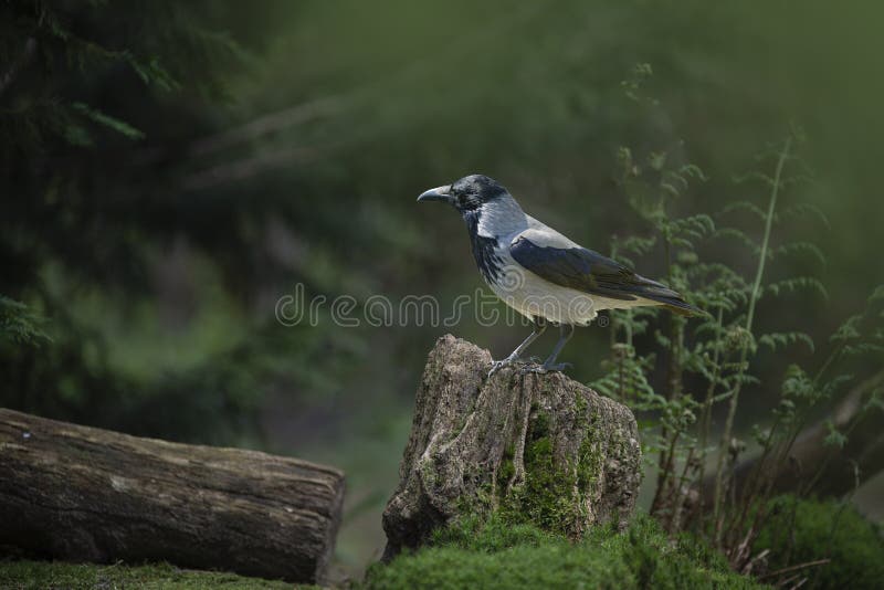 Hooded Crow Perched on a Tree Stump Stock Image - Image of vogel, black ...