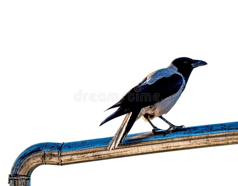 Hooded crow on a pipe stock photo. Image of sitting, wildlife - 73172568