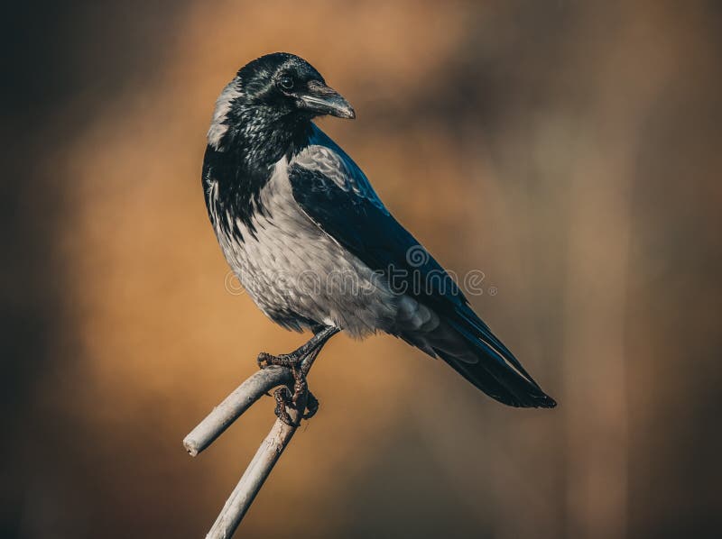 Hooded crow portrait stock photo. Image of black, outdoors - 139162494