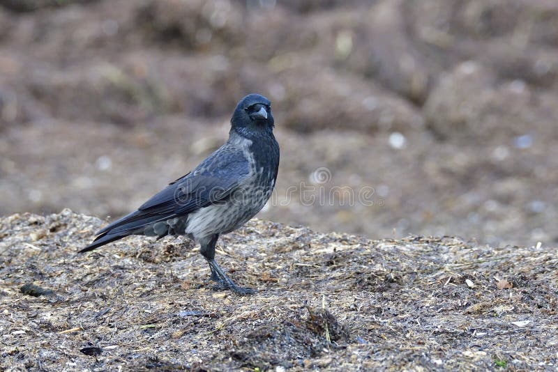 Hooded Crow stock image. Image of grey, observe, corvus - 80617767