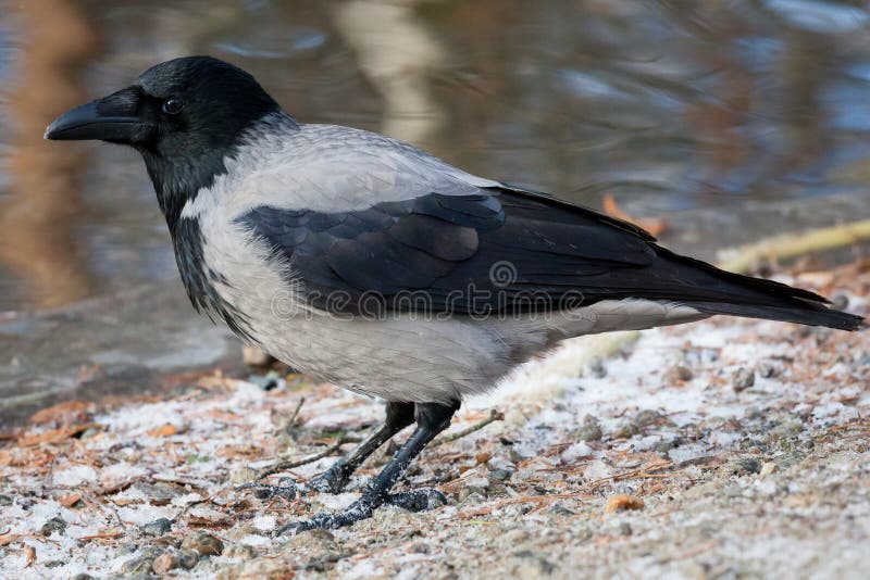 Hooded crow side view stock image. Image of outdoors - 85290121