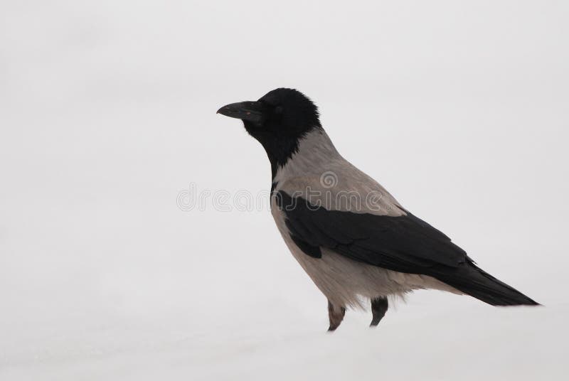 Hooded Crow stock image. Image of close, hoodie, cold - 64295477