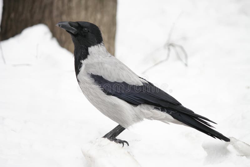 Hooded Crow Standing on the White Snow Stock Photo - Image of predator ...