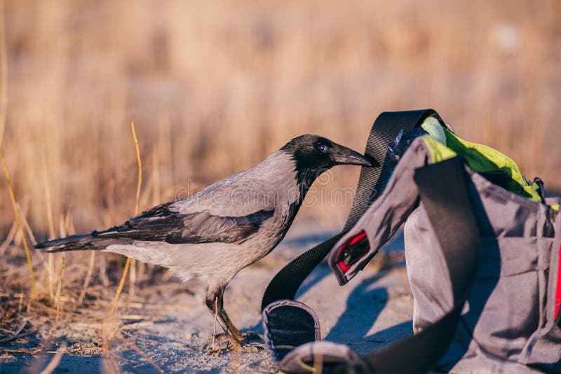 Hooded Crow Stealing Food from the Bag Stock Image - Image of biology ...