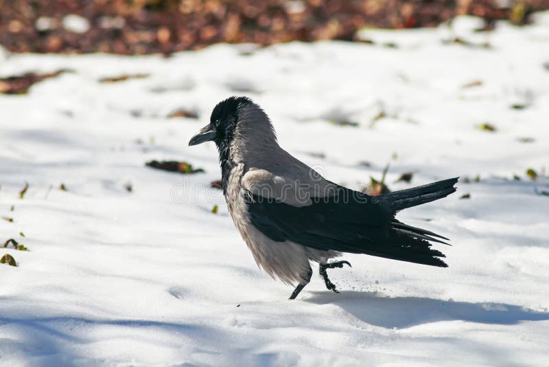 Hooded Crow Strong Paces Around the Deep White Snow Stock Photo - Image ...