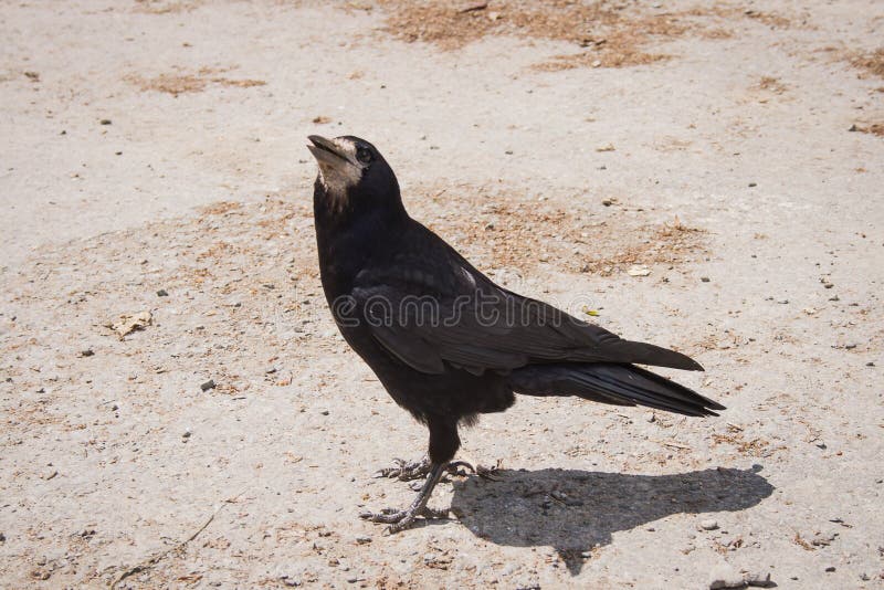 Black Hooded Crow in the Sun Stock Photo - Image of ready, perched ...