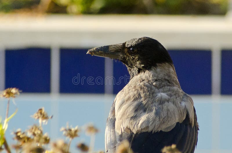 Hooded Crow stock photo. Image of crow, corvid, blue - 45313360
