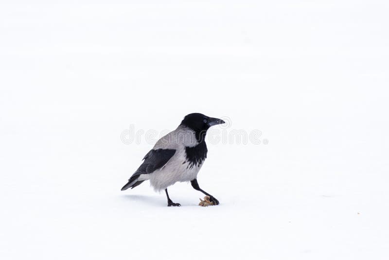 Hooded Crow Walking Isolated on White Background Stock Photo - Image of ...