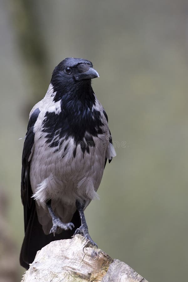 Hooded crow in the wild stock image. Image of park, beak - 190361139