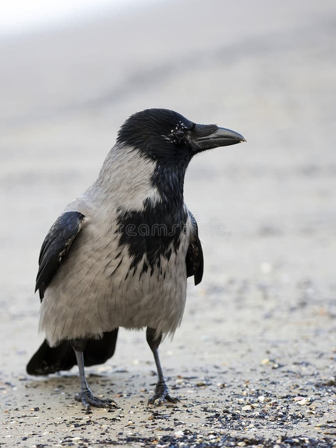 Hooded crow in the wild stock photo. Image of wildlife - 176528550