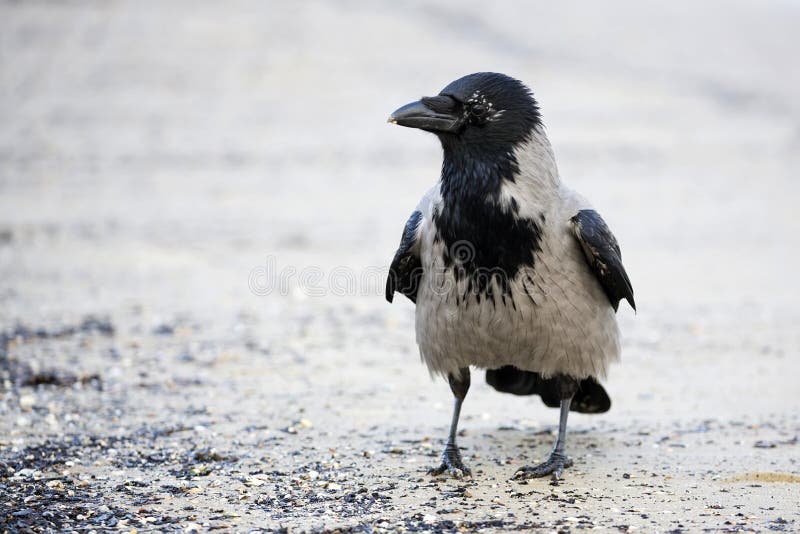 Hooded crow in the wild stock photo. Image of nature - 173203040