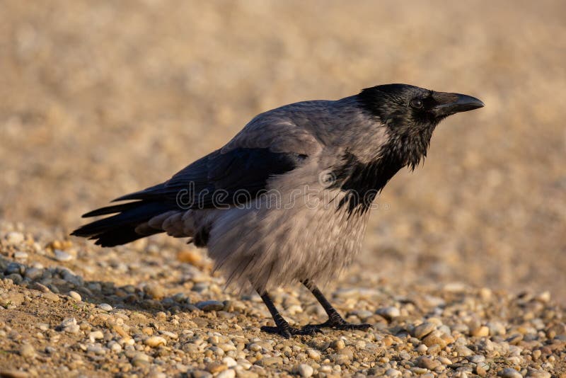 Hooded crow close up stock photo. Image of hooded, bird - 213867618