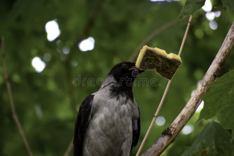 The Hooded Crown (corvus Cornix) Holds an Old Sponge Thinkin that it ...
