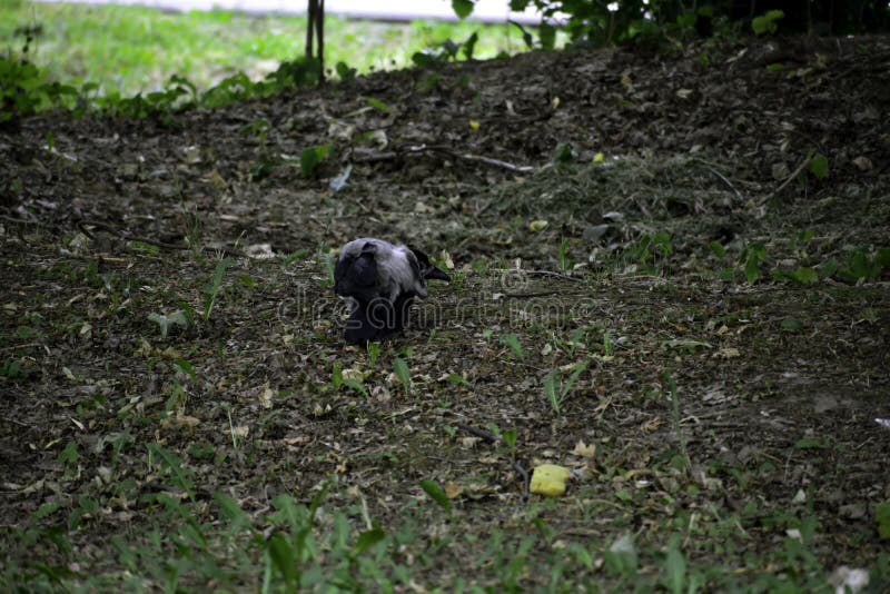 The Hooded Crown (corvus Cornix) Researches an Old Sponge Stock Photo ...