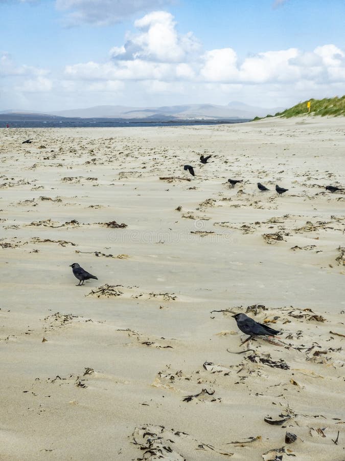 Hooded Crows, Corvus Cornix, Collecting Twigs on Beach in Ireland Stock ...