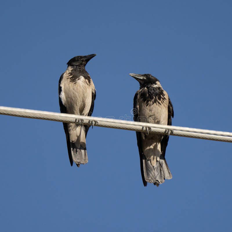 Hooded Crows on a Wire stock image. Image of blue, birds - 334423145